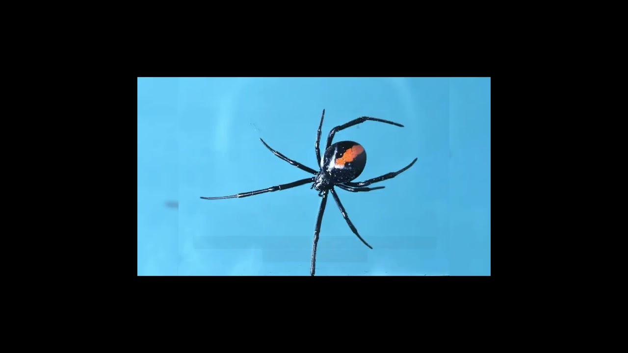 Redback Spider