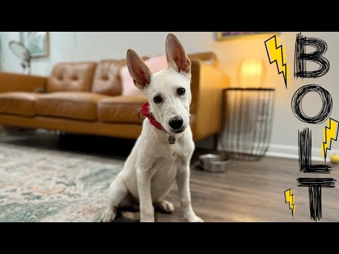 Dog for adoption - Bolt the Disney face pup, a White German Shepherd ...