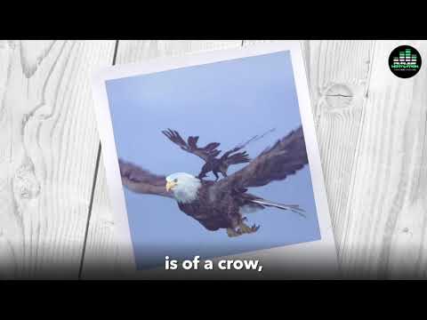 Eagle & the Crow | Motivational Video
