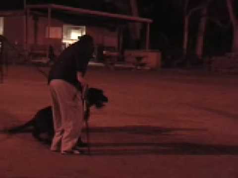 Giant Schnauzer Schutzhund Luther 01-13-09