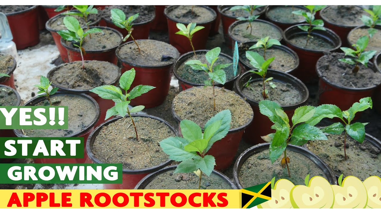 Propagating: American Apple Seedling Rootstocks | Tropical Zones 🇯🇲🍎🌱