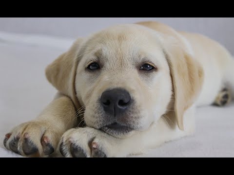 Rules to live your life by, according to labs
