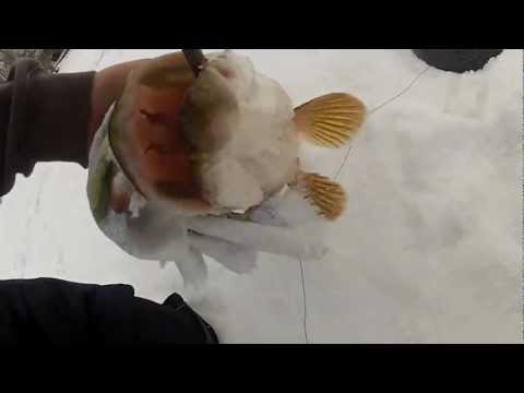 Huge Pike!