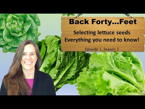 Selecting lettuce seeds, everything you need to know! S2E1