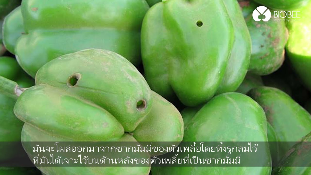 BioAphidius Thai 2021