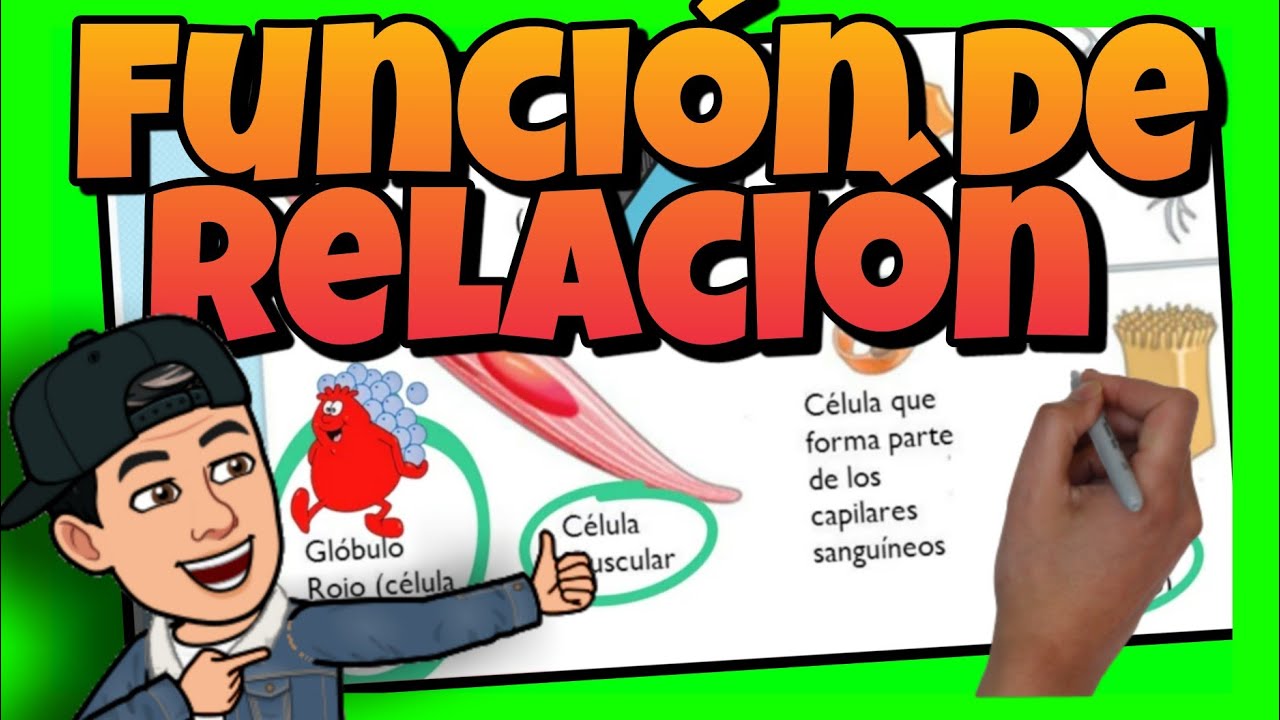 😎 La FUNCION de RELACION para niños