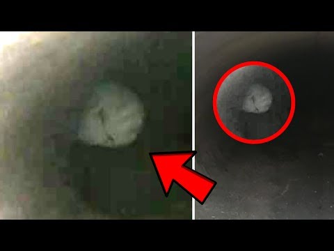 Alien Caught On Tape In Sewer - Apextv | Metal Devastation Radio