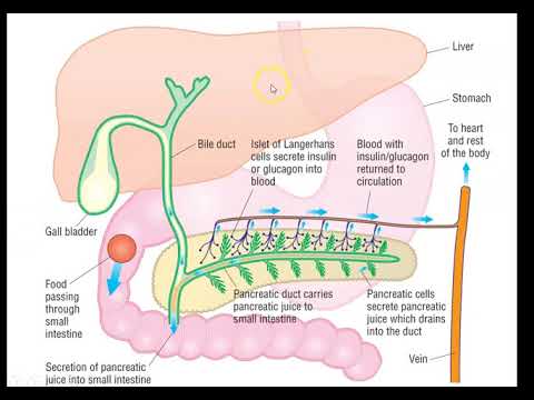 Biology A level 14.2 Pancreas