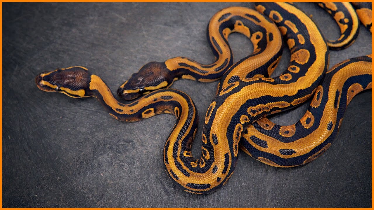 Exploring the X-tremist Ball Python Morph!