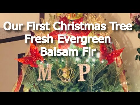 Our First Christmas Tree (Fresh Evergreen Balsam Fir) So Fragrant!
