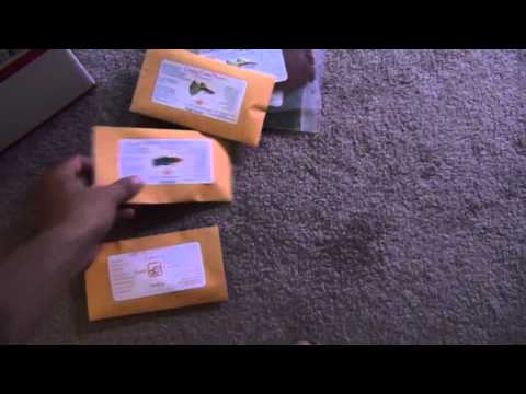 Brine Shrimp Direct unboxing & 2 new species of fry