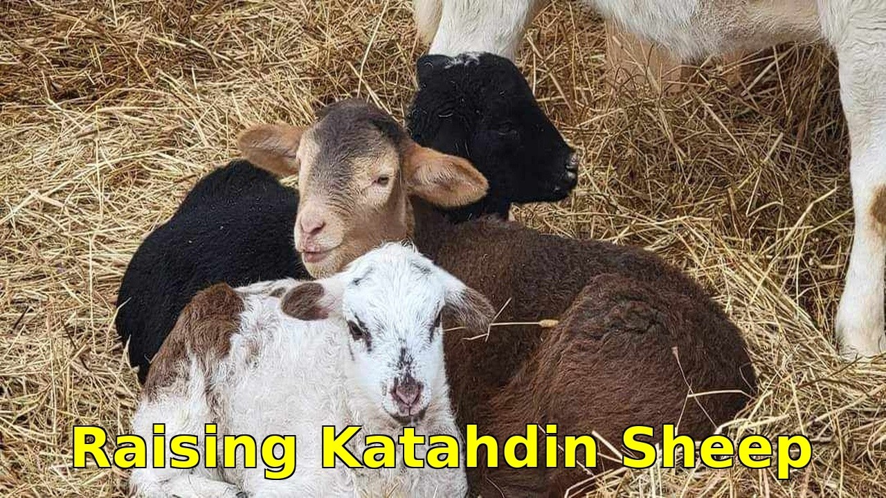 Katahdin Hair Sheep Low Maintenance, Hardy, & Perfect for Our Farm
