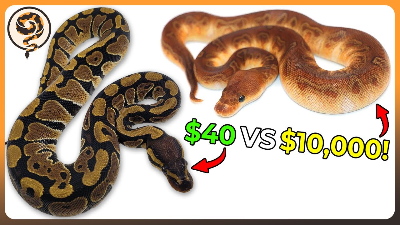 Ball Python Morphs from Least to Most Expensive!