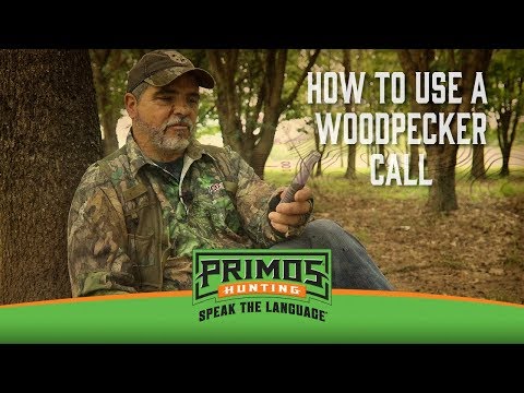 How to Locate Gobblers Using the Pileated Woodpecker Call