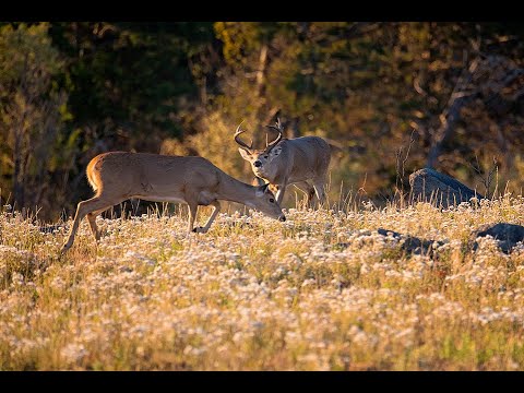 Deer Hunting Basics