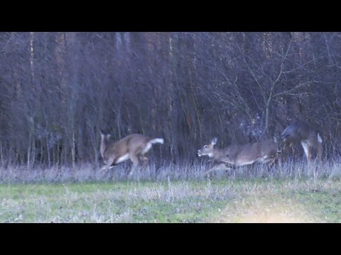 Uncle Ted takes Doe at 162 yards with CVA 450 Bushmaster - Late Doe Season | Deer Hunting Michigan