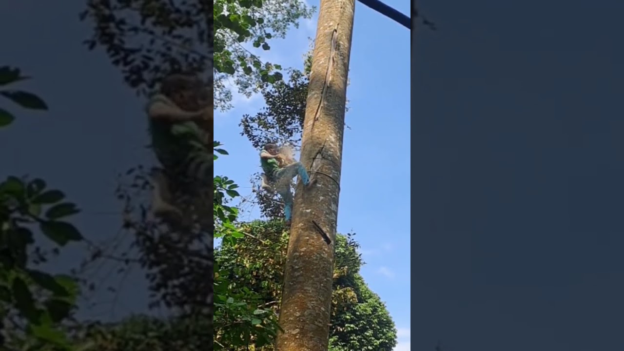 He bravely cuts down a large tree while standing above it, showing great skill and courage #machine