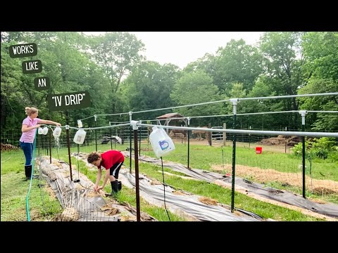 DIY gravity fed drip system using a milk jug