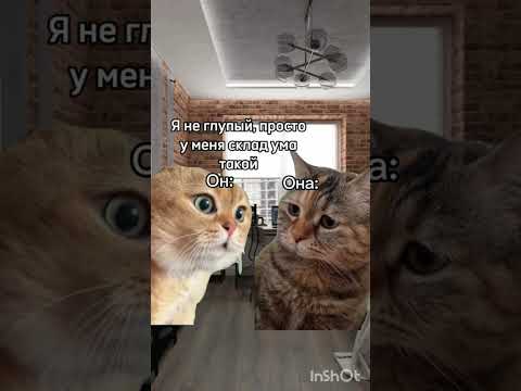 смешные котики😹 #funnyvideos2024 #мем #cats #котик #шортсвидео #котики #кот #catsvideo #юмор