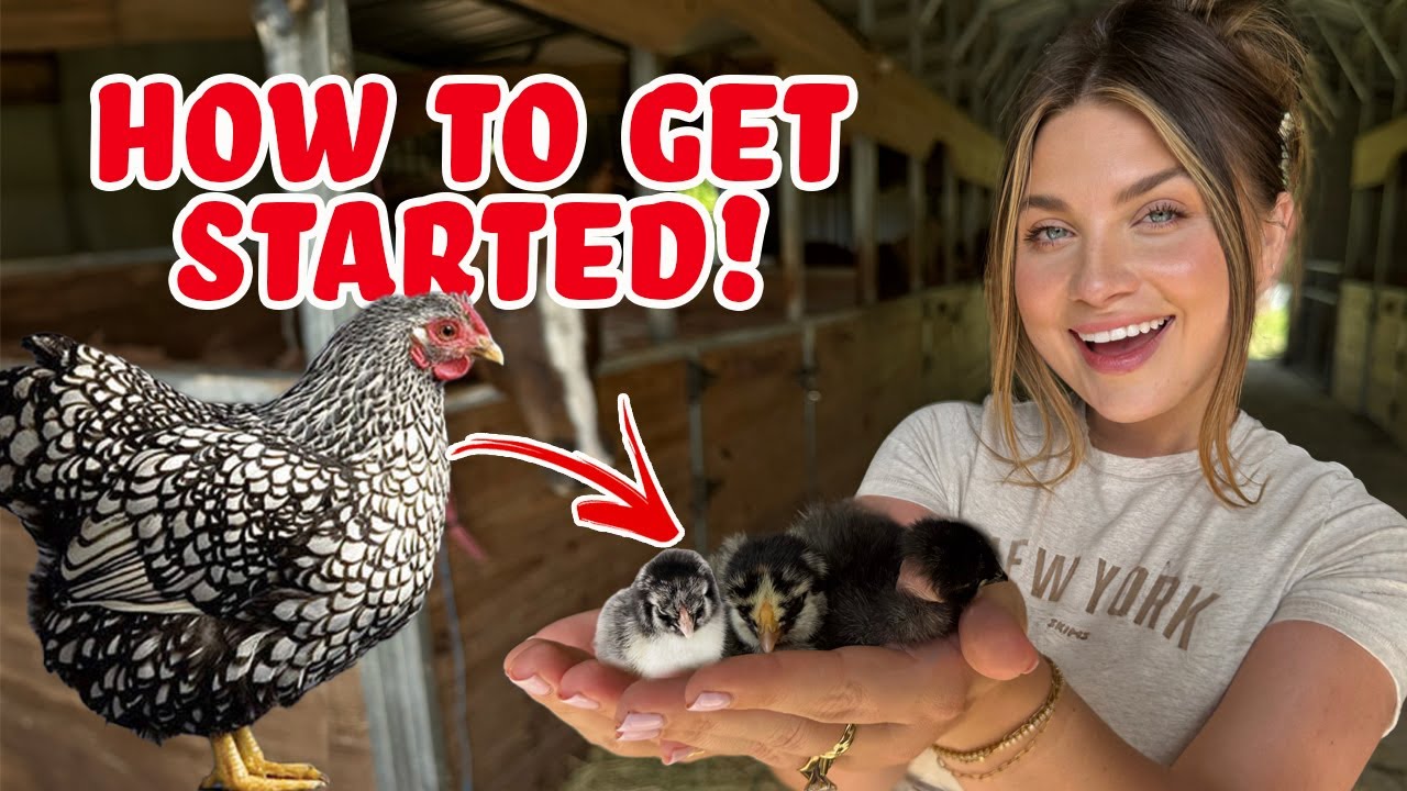 How to Raise Baby CHICKS for Beginners in 2025 | Super cute chicks!