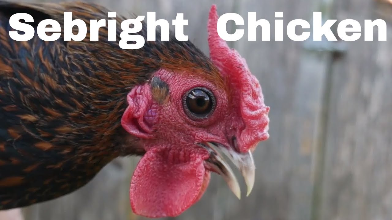 Chicken Breed Analysis: Sebright