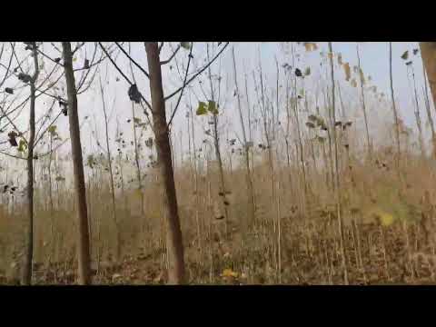 Poplar Plant - Wholesale Price & Mandi Rate for Populus Plant in India