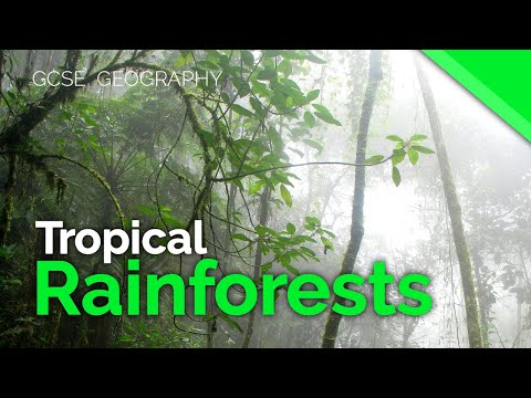 Tropical Rainforest Characteristics | AQA GCSE 9-1 Geography
