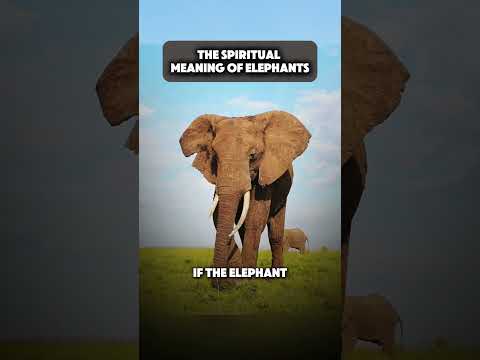 Spiritual Meaning of Elephants #spiritanimal #elephants #shorts #spiritualmeaningofelephants