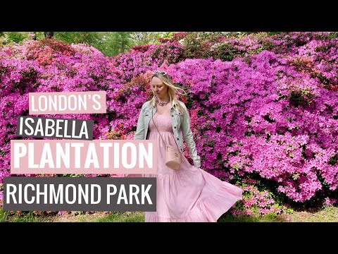 Isabella Plantation in Bloom | When to Visit, What to See & Photography Tips | Richmond Park, London