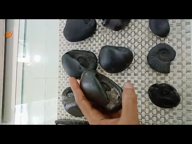 Shaligram - Shri Laxmi Narayan Shaligram Manufacturer from New Delhi