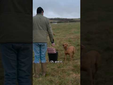 Jeremy's Dog REFUSES To Listen 🤣 #ClarksonsFarm #JeremyClarkson