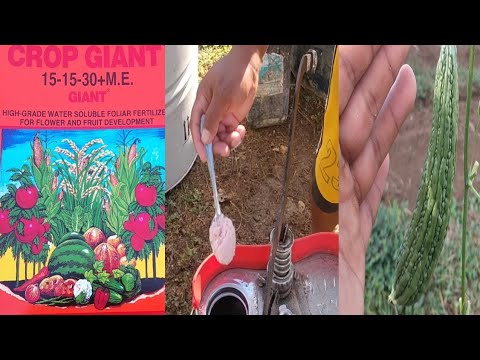 How to apply crop giant to control flower do not fall complete guide and easy to apply