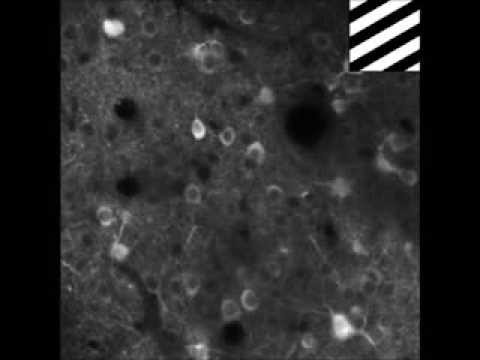 Sur Lab - Calcium imaging from Mouse V1