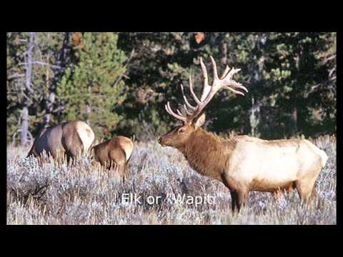 Biology 1: The Boreal Forest (Taiga)