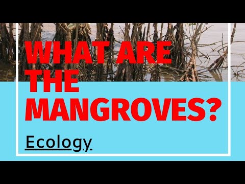What is the Mangrove Forest? #shorts