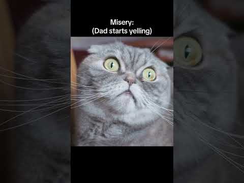 Stages of filing taxes with your dad (as illustrated by cats)