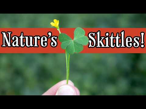 This Delicious Plant is Probably Growing in Your Yard