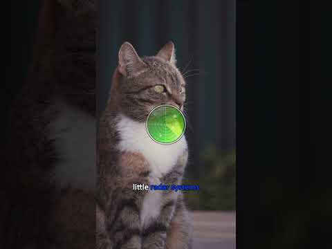 Whisker Wonders: How Cats Navigate #catwhiskers #felinefacts #petcare