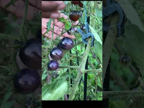 Black Cherry Tomatoes #garden #gardening