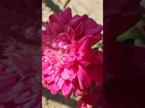 Transition Video Of Different Coloured Aster Flowers 💜♥️🩷.. Variety Colours of Aster Flower.