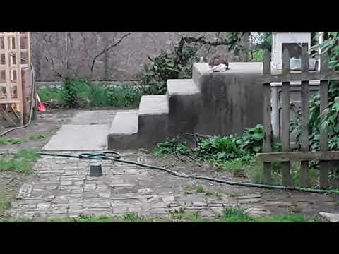 Wild rabbit stealing carrots