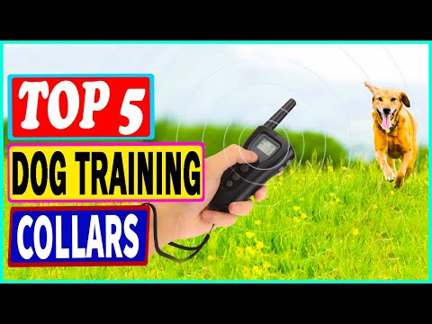 Top 5 Best Dog Training Collars in 2022