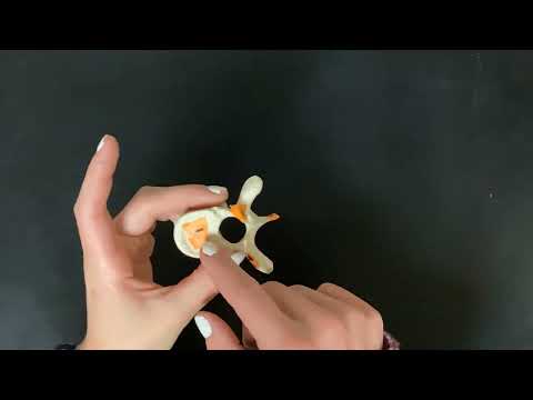 thoracic vertebrae model_quiz review video