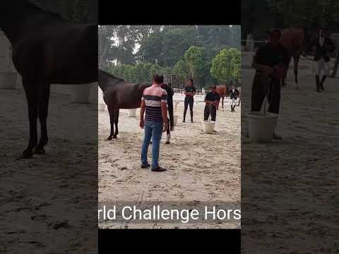 FEI Dressage World Challenge | Modi Equestrian Academy | #horseriding #horsejumping #short #shorts
