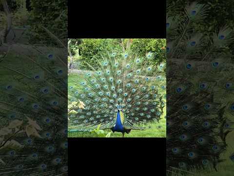 Interesting facts of a peacocks train #nature #photography #birds #peacock #trending