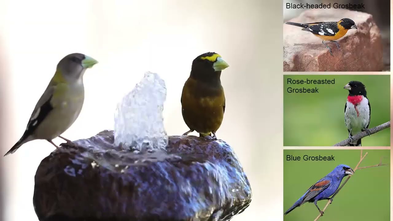 Meet the Evening Grosbeak