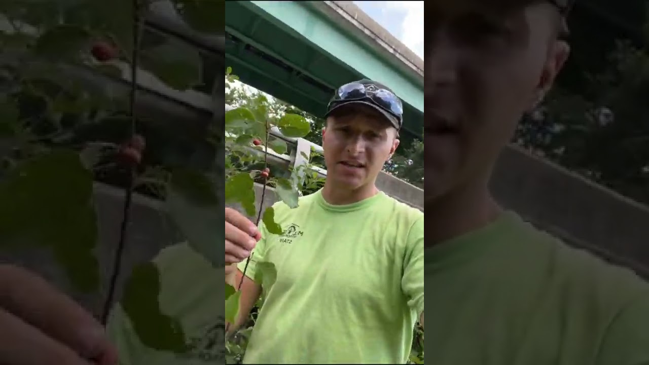 Know the Invaders: Glossy Buckthorn (𝘍𝘳𝘢𝘯𝘨𝘶𝘭𝘢 𝘢𝘭𝘯𝘶𝘴)