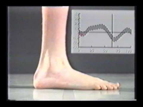 MARCHA HUMANA | Mi sitio de Física