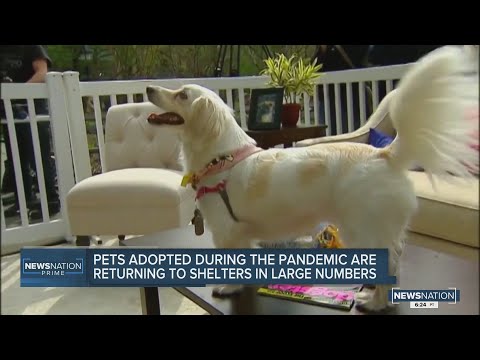 More ‘pandemic pets’ returning to animal shelters