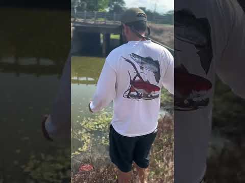 Tossing out the fish trap! #fish #urban #trapping #fishtrap #fishing #shorts